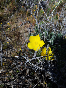 Mentzelia eremophila_百度百科