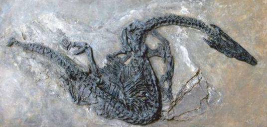 鸥龙属_百度百科