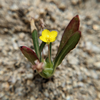 Tetrapteron palmeri_百度百科