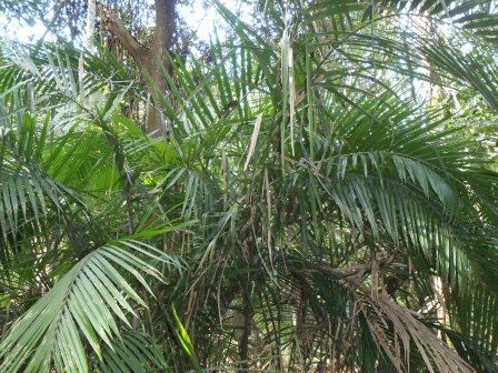 Eremospatha macrocarpa_百度百科