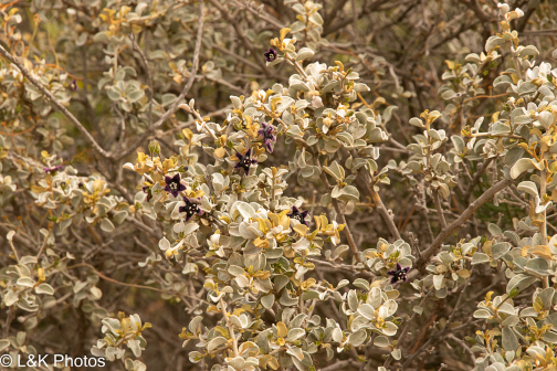Anthotroche walcottii_百度百科