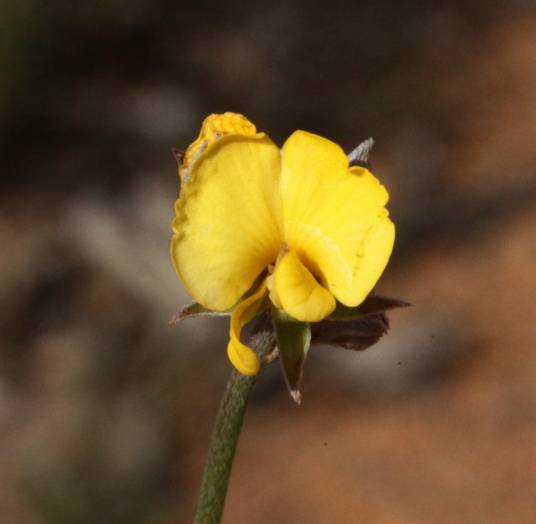 Jacksonia condensata_百度百科
