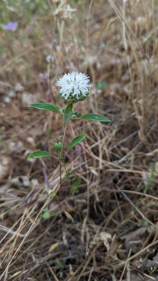 Monardella candicans_百度百科