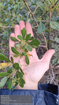 Searsia lucida_百度百科