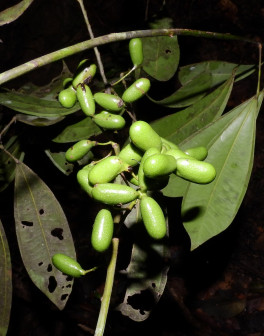 Abuta grandifolia_百度百科