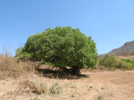 Ficus cotinifolia_百度百科