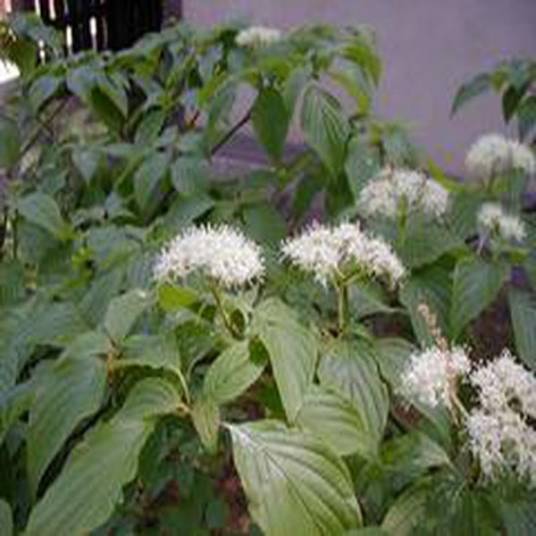 Cornus alternifolia_百度百科