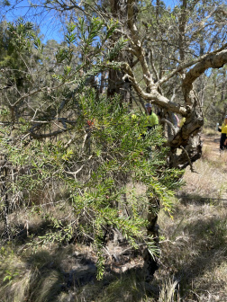 Melaleuca decora_百度百科