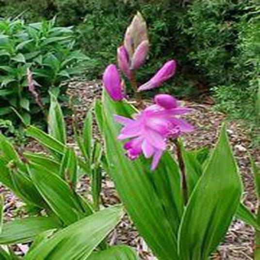 Bletilla striata 'Albostriata'_百度百科