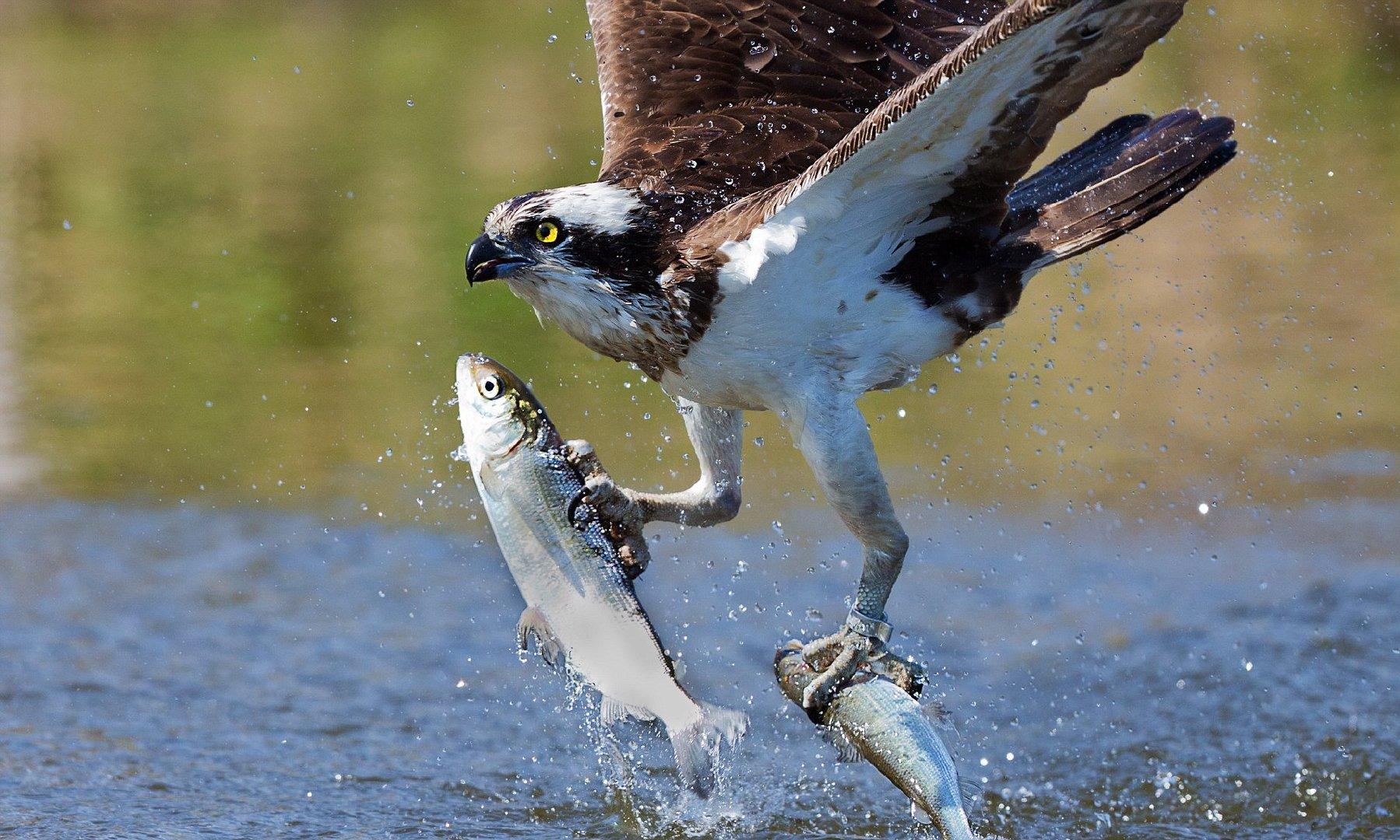 真正的鱼鹰，以捕鱼为生，可潜至水下1米追捕，常一次抓两条！_百科TA说