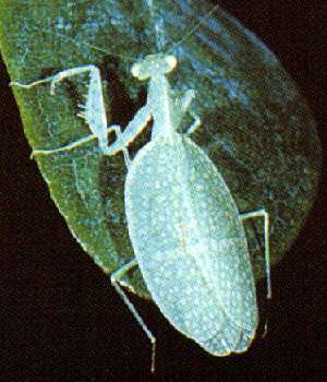 网翅螳螂_百度百科