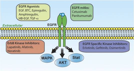 EGFR（是表皮生长因子受体(HER)家族成员之一）_百度百科