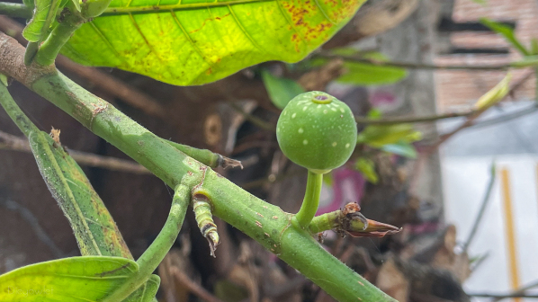 Ficus crocata_百度百科