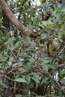 Ficus sinuata_百度百科