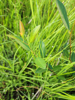 Nyssa ursina_百度百科