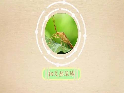 细足赭缘蝽_百度百科