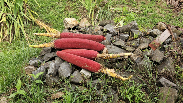 Pandanus conoideus_百度百科