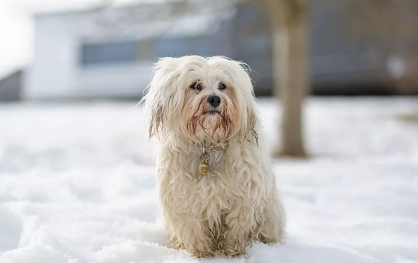 哈瓦那犬？你知道多少呢？_百科TA说