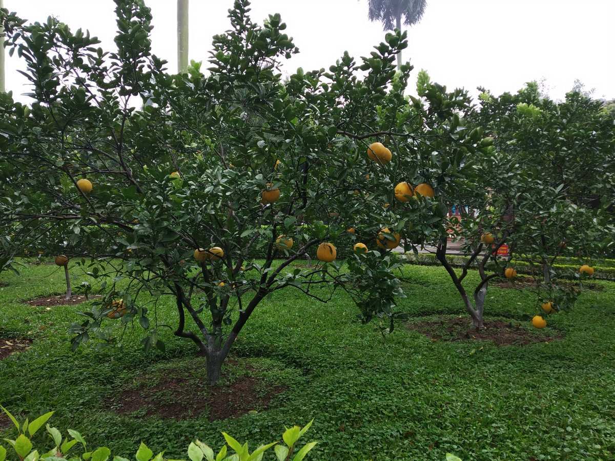 柚树_百度百科