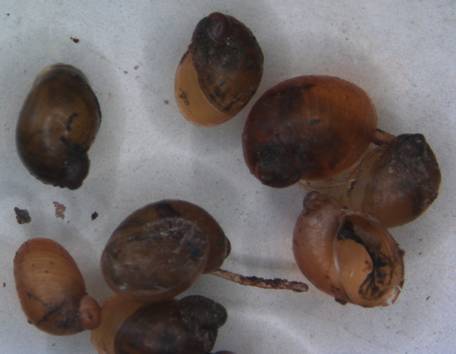 杖栉琥珀螺_百度百科