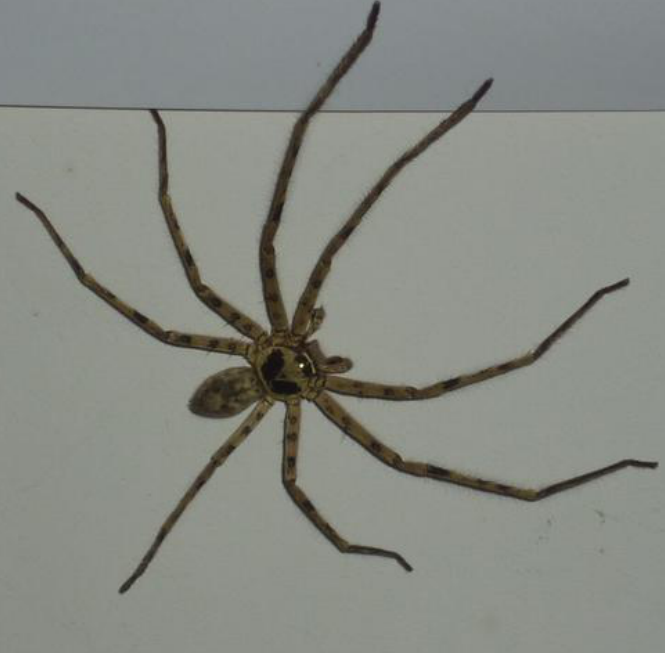 白额高脚蛛竟然是世界上最大的室内蜘蛛？_百科TA说