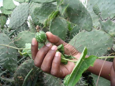 Coccinia abyssinica_百度百科