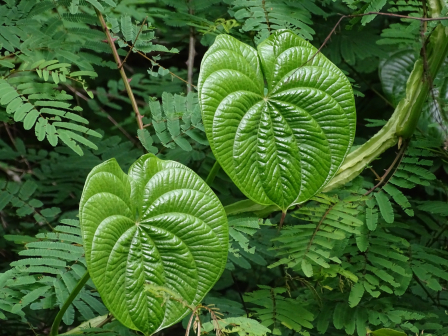 Dioscorea preussii_百度百科