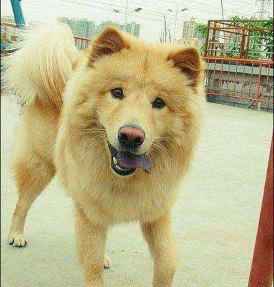 中华小猎犬——唐狗_百科TA说