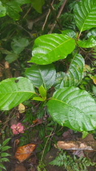 Neonauclea forsteri_百度百科