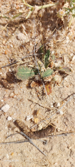 Launaea capitata_百度百科