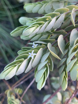 Olax phyllanthi_百度百科