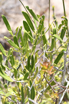 Olea exasperata_百度百科