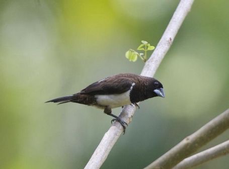白腰文鸟_百度百科