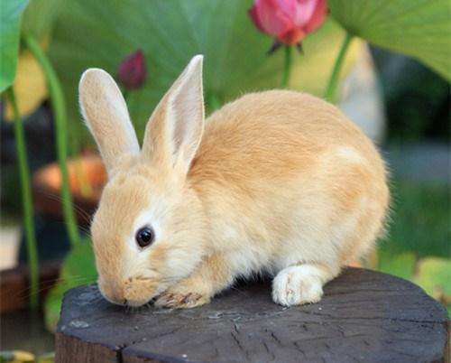 黄毛福建兔-6_百度百科