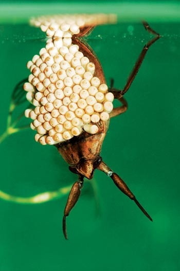 负子蝽_百度百科