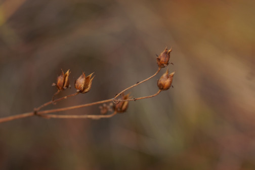 Penstemon dissectus_百度百科