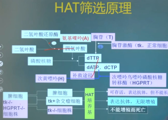 HAT选择法_百度百科