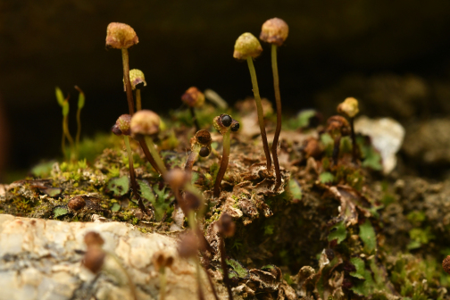 反向疣冠苔_百度百科