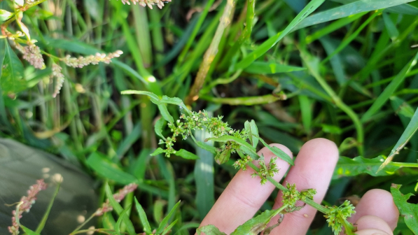 Rumex palustris_百度百科