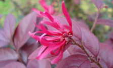 默默无闻却闪闪发着光的麻豆！_百科TA说