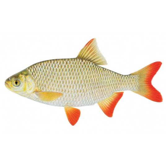 红眼鱼（雅罗鱼科红眼鱼属鱼类）_百度百科