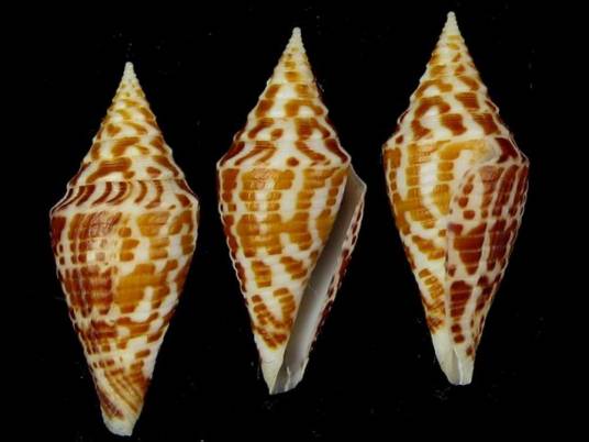 梭芋螺_百度百科