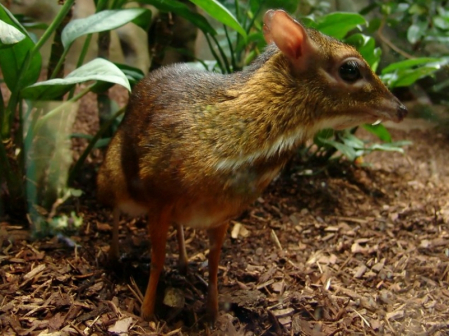 鼷鹿科_百度百科