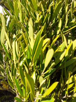 Olea exasperata_百度百科