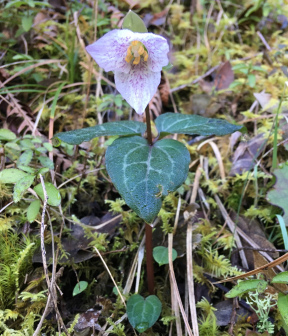 Pseudotrillium rivale_百度百科