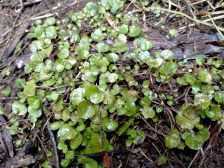 Viola filicaulis_百度百科