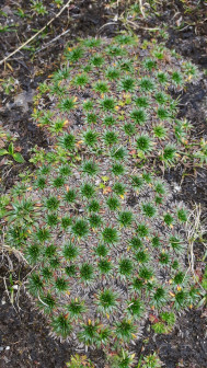 Plantago rigida_百度百科