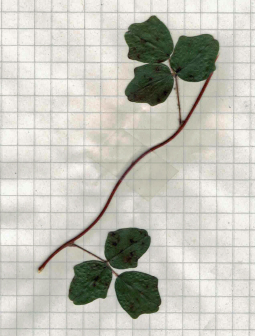 Boquila trifoliolata_百度百科