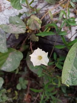 Distimake quinquefolius_百度百科