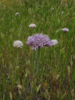 Allium howellii_百度百科